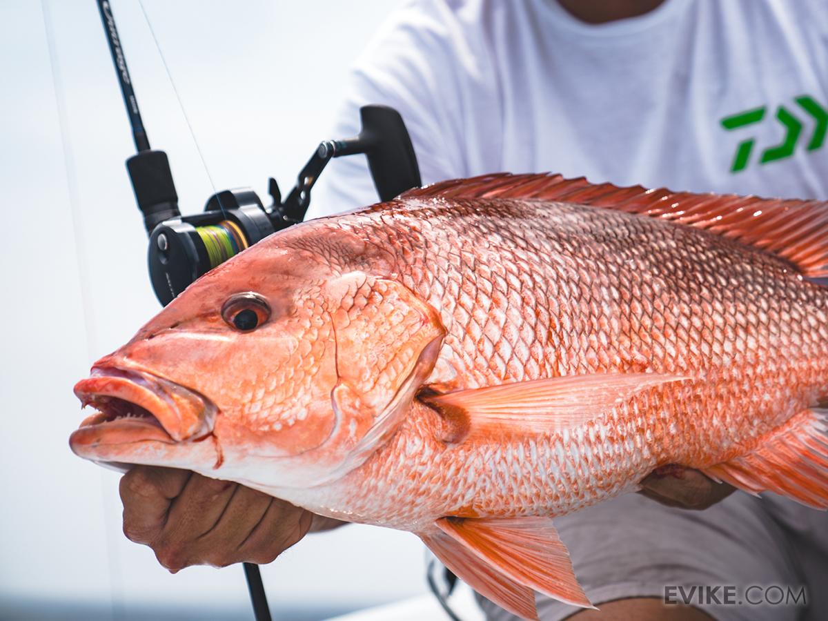 Daiwa Saltiga G Star Drag Fishing Reel w/ Jigging Handle (Model ...